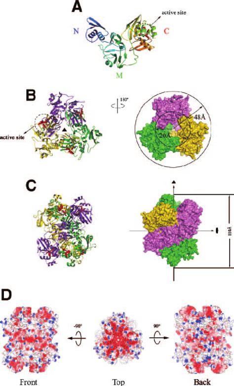 Overall Structure Of The Nsp15 Hexamer Assembly A The Monomer Ribbon