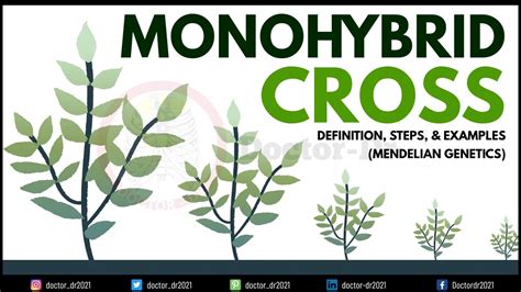 Monohybrid Cross Explained Definition Steps Examples And Mendelian Comparison