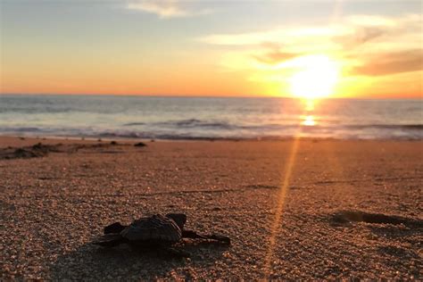 Cabo Sea Turtles Release With Marine Biologist 2026 Cabo San Lucas