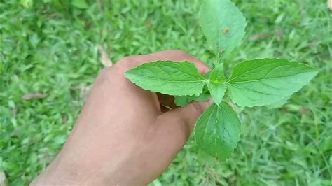 বন তুলসী গাছের কার্যকারিতা Youtube