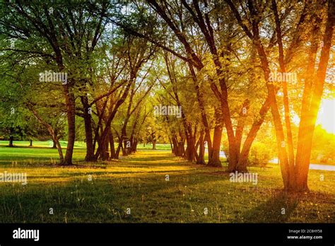 Tree Lined Path At Sunset Stock Photo Alamy
