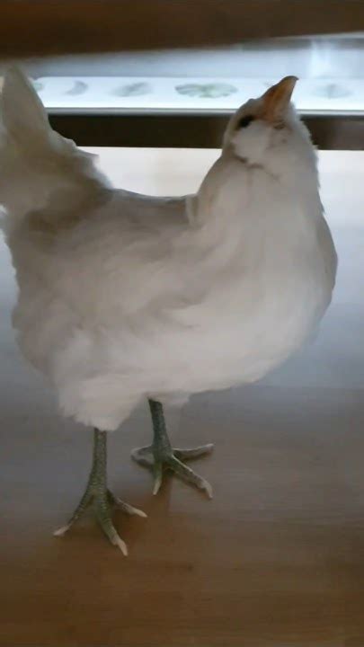 로라가 좋아하는 곳 Under Table Lora Youtube