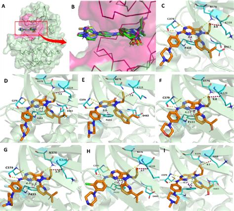 Pyrazolopyrimidine Iv Wee1 Interaction Profile In 3d A Download Scientific Diagram