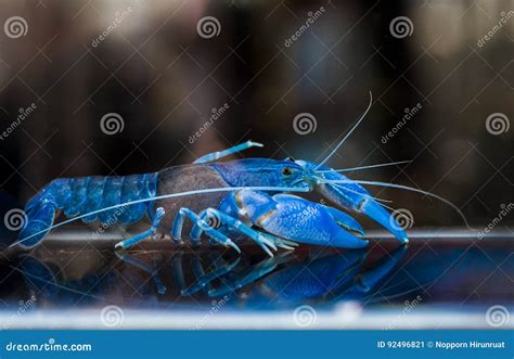 Australian Red Claw Crayfish Stock Image Image Of Nature Aquatic