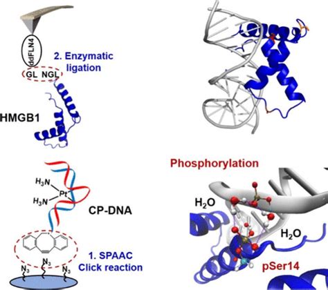 Click Chemistry Based Force Spectroscopy Revealed Enhanced Binding Dynamics Of Phosphorylated