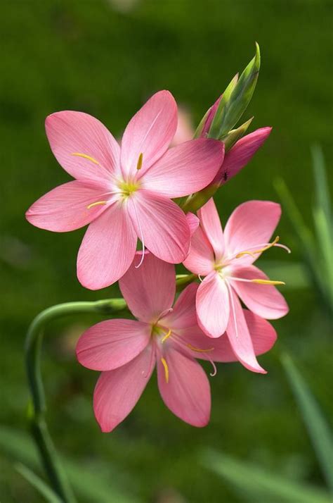 Beautiful Pink Flowers Full Image