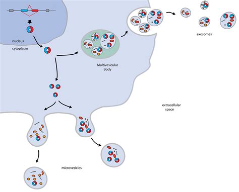 Extracellular Vesicles A Possible Mechanism For CircRNA Clearance Exosome RNA