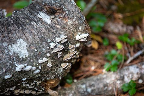 온타리오 주립공원 오지 캠프장의 나무 줄기에서 자라는 곰팡이 0명에 대한 스톡 사진 및 기타 이미지 0명 3가지 개체