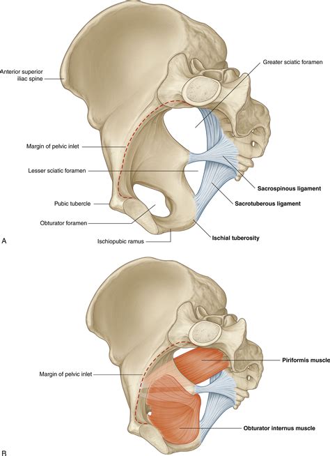 The Pelvis Radiology Key