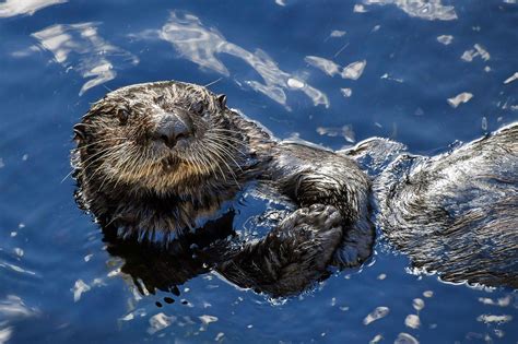 100 000 Free Sea Otter And Otter Images Pixabay