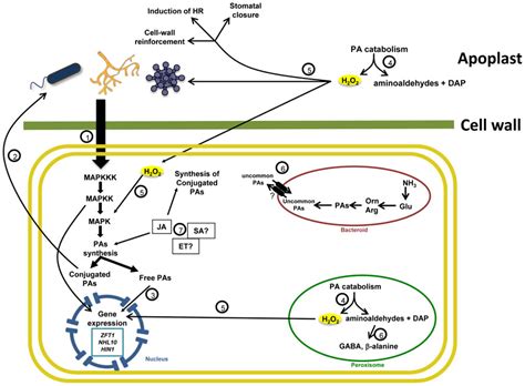 Frontiers Physiological And Molecular Implications Of Plant Polyamine