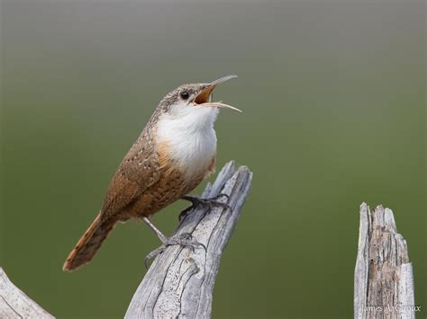 Bird Of The Week Canyon Wren Travis Audubon