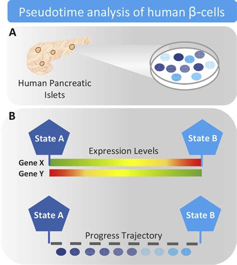 schematic illustrating the principles of pseudotime cell ordering a