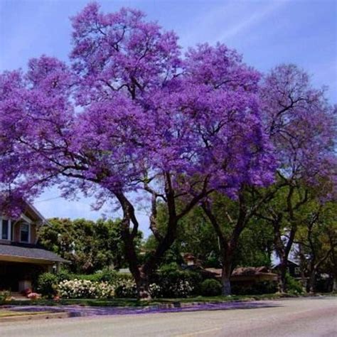 Rare Foxglove Tree Paulownia Tomentosa Blooms Photograph Pawlonia