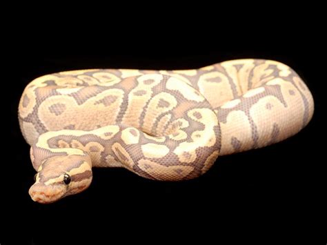 Fire Orange Ghost Morph List World Of Ball Pythons
