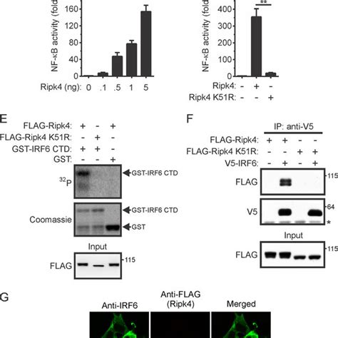 Activation Of Irf6 By Ripk4 A D Hek293t Cells Were Transfected With Download Scientific
