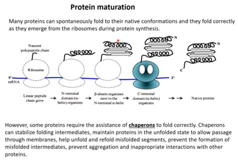 Protein Maturation Sorting And Turnover Flashcards Quizlet