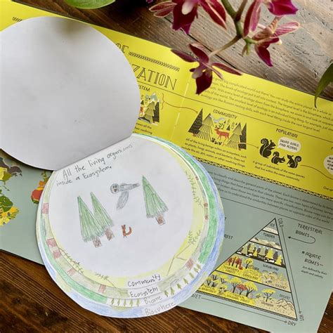 5 Adaptations Of A Pine Tree Free Nature Journal Books And Willows