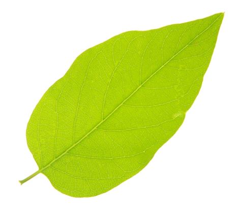 Folha Verde Isolado Branco Foto Premium