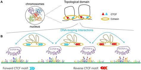 Ctcf Mediated Dna Looping Interactions In 3d A And 1d B Genome Download Scientific Diagram