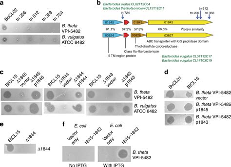 Identification And Analysis Of Bacteriocin Biosynthesis Regions A Agar Download Scientific