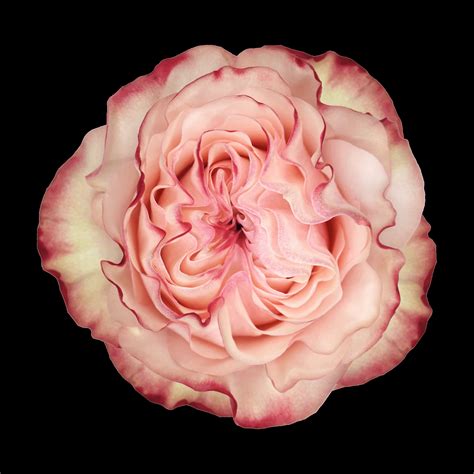 Catalogue Albra Roses