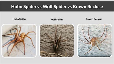 Brown Recluse Vs Wolf Spider How To Tell The Difference