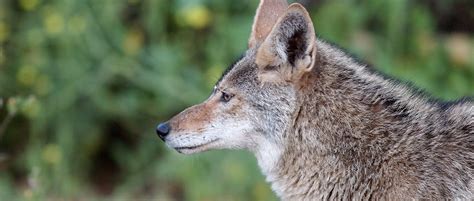Are Large Dogs Safe From Coyotes