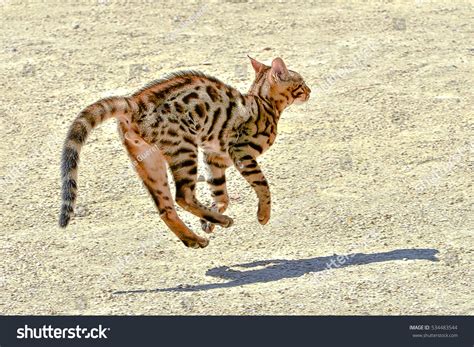 How High Do Bengal Cats Jump At Nicholas Ramsey Blog