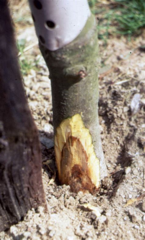 Symptoms And Recognition Crown Rot And Collar Rot Niab