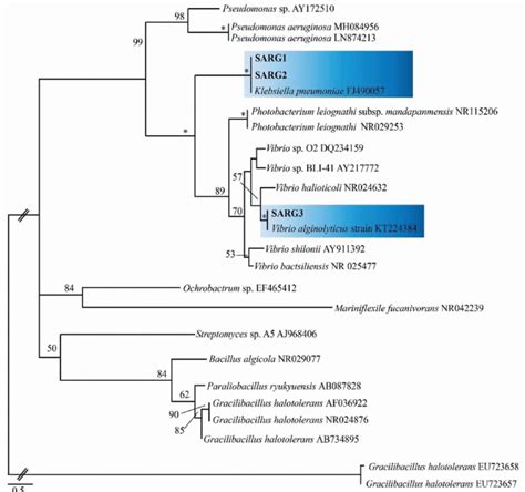 ML Based Phylogenetic Tree As Inferred From S RRNA Including Three Download Scientific
