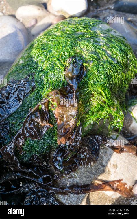 Laver Seaweed