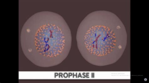Prophase 2 Youtube