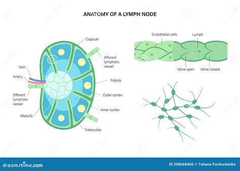 Lymph Node Anatomy Stock Vector Illustration Of Node