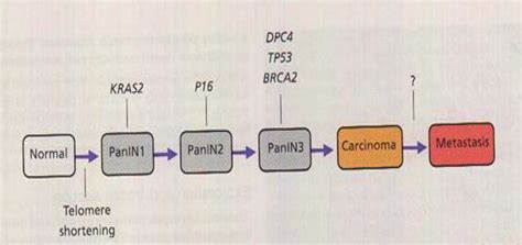 Genetic Progression Of Panin To Invasive Pdac Taken From Kumari 16 Download Scientific Diagram