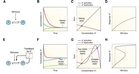 Figure 1 From Network Switches And Their Role In Circadian Clocks Semantic Scholar