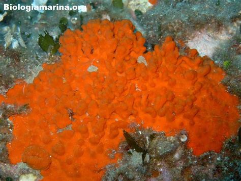 Spugna Crambe Biologia Marina Del Mediterraneo