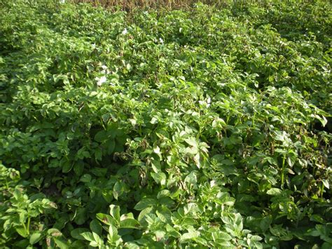 Potato Sample 8 Phytest Hispania