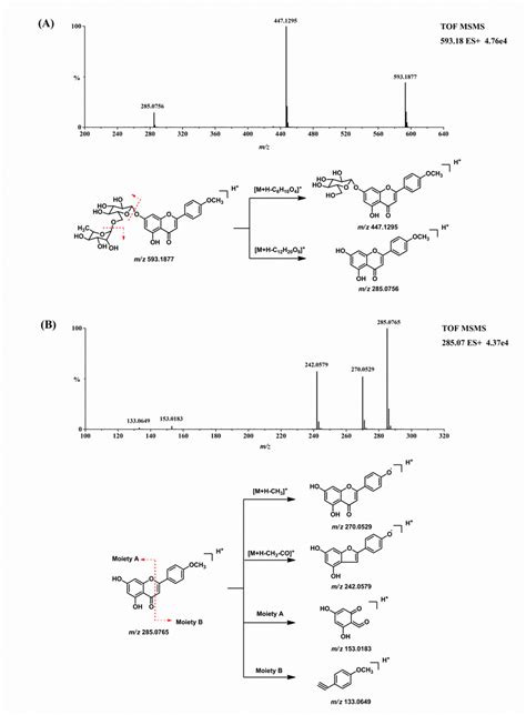 Msms Product Ion Spectrum And The Proposed Fragmentation Pathways Of