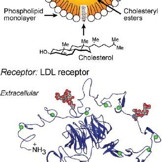 Structural Depictions Of The LDL Particle Top And Its Cell Surface Download Scientific