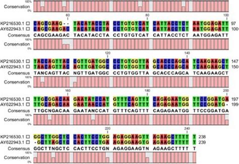 A Representative Of Sequence Alignment One Of Our Positive Samples Download Scientific Diagram