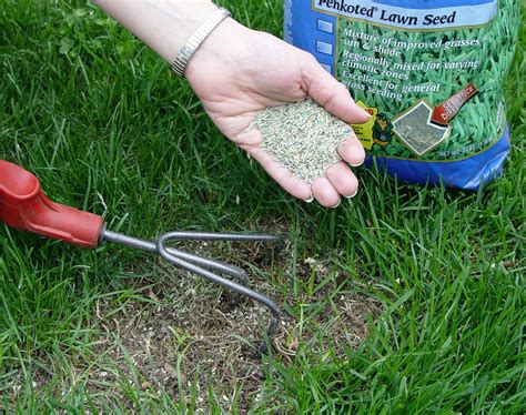 Grass Seed Growing In Patches At Edward Mozingo Blog