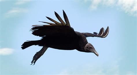 Black Vulture Bird Facts Pictures Habitat And Other Information