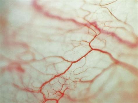 ૮ ﻌ ა Eyes Veins Drawing Microscopic Anatomy Close Up An Eye