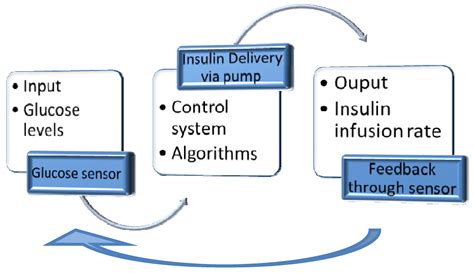 Feedback Loop Diagram Insulin