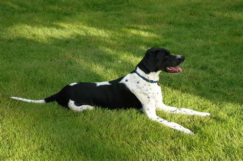 Breeds Dog English Pointer Dog Description Breeds Dog English Pointer Dog Description
