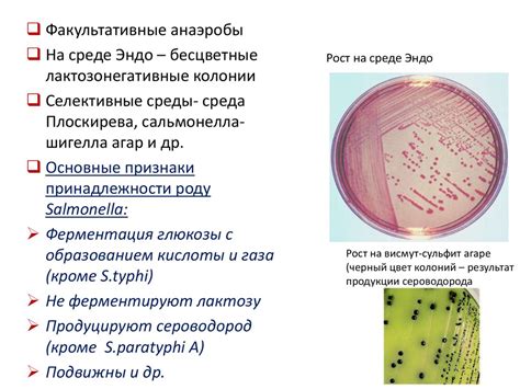 Возбудители брюшного тифа и паратифов - презентация онлайн