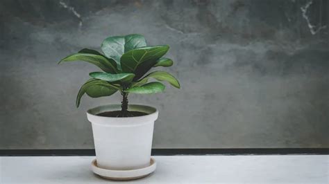 Cómo Cuidar El Ficus Pandurata Todo Lo Que Hay Que Saber Sobre Esta