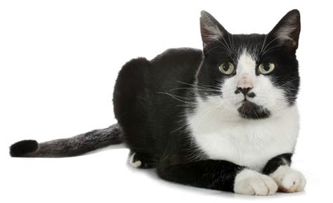 Bexacat™ Bexagliflozin Tablets