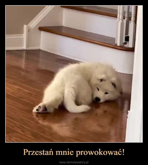Przestań mnie prowokować Demotywatory pl